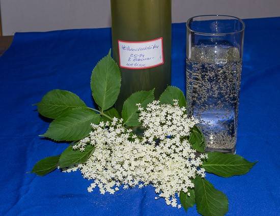 Holundersirup mit Zitronenmelisse Rezept - ichkoche.de